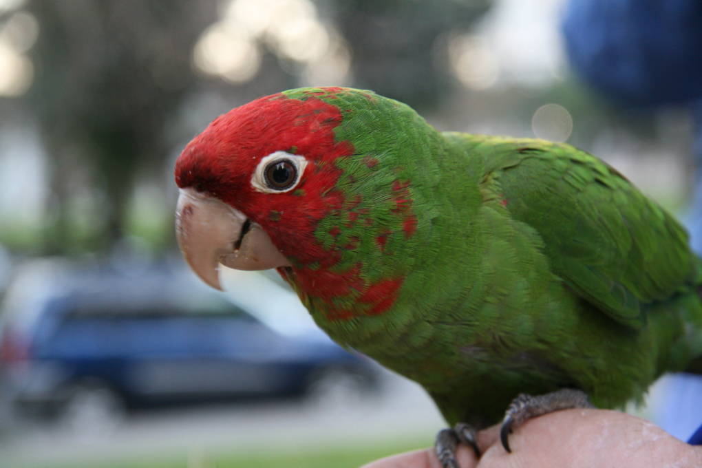 Where Did the Wild Parrots of San Francisco Come From? | KQED