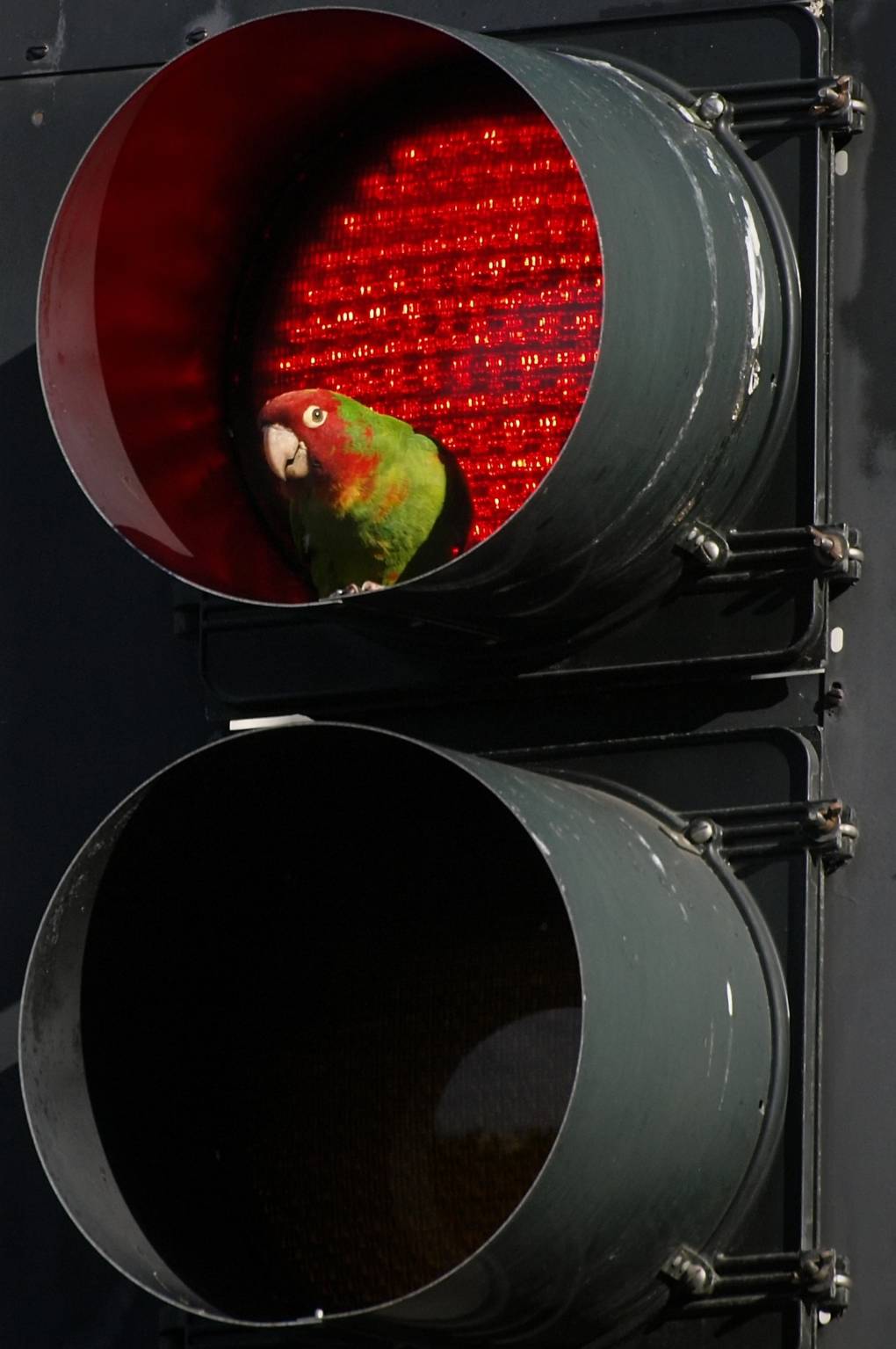 Where Did the Wild Parrots of San Francisco Come From? | KQED