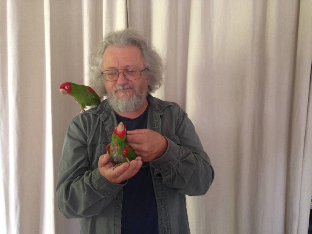 Where Did the Wild Parrots of San Francisco Come From? | KQED