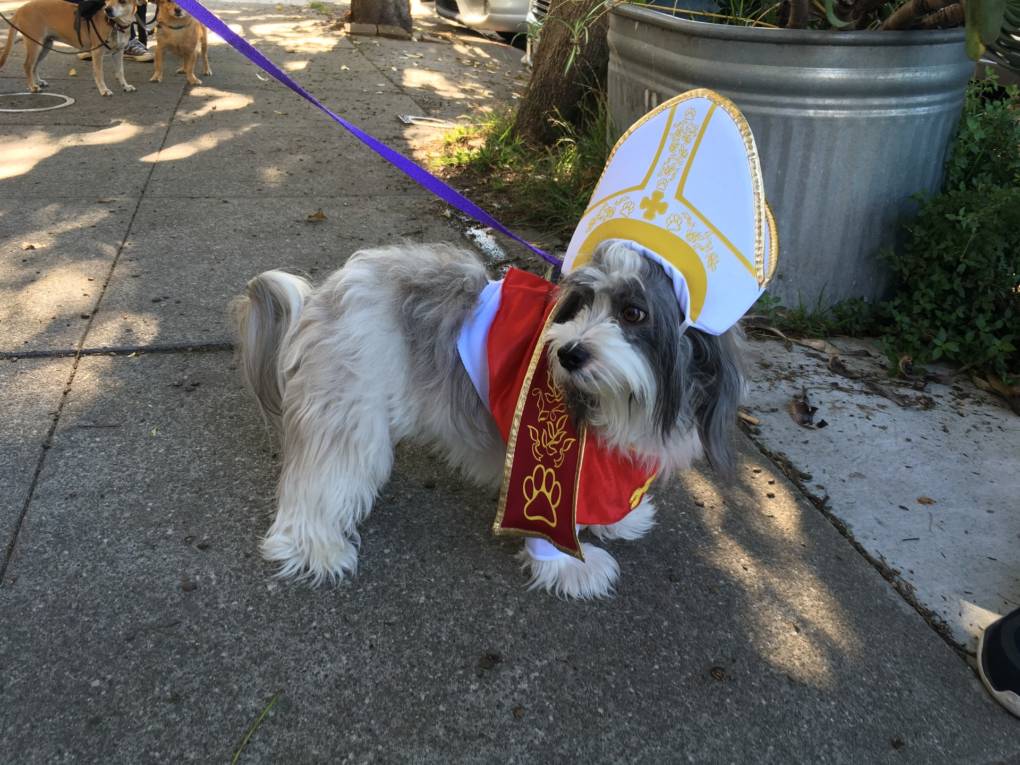 PHOTOS: Dressed to Impress, Costumed Dogs Parade Through S.F. | KQED