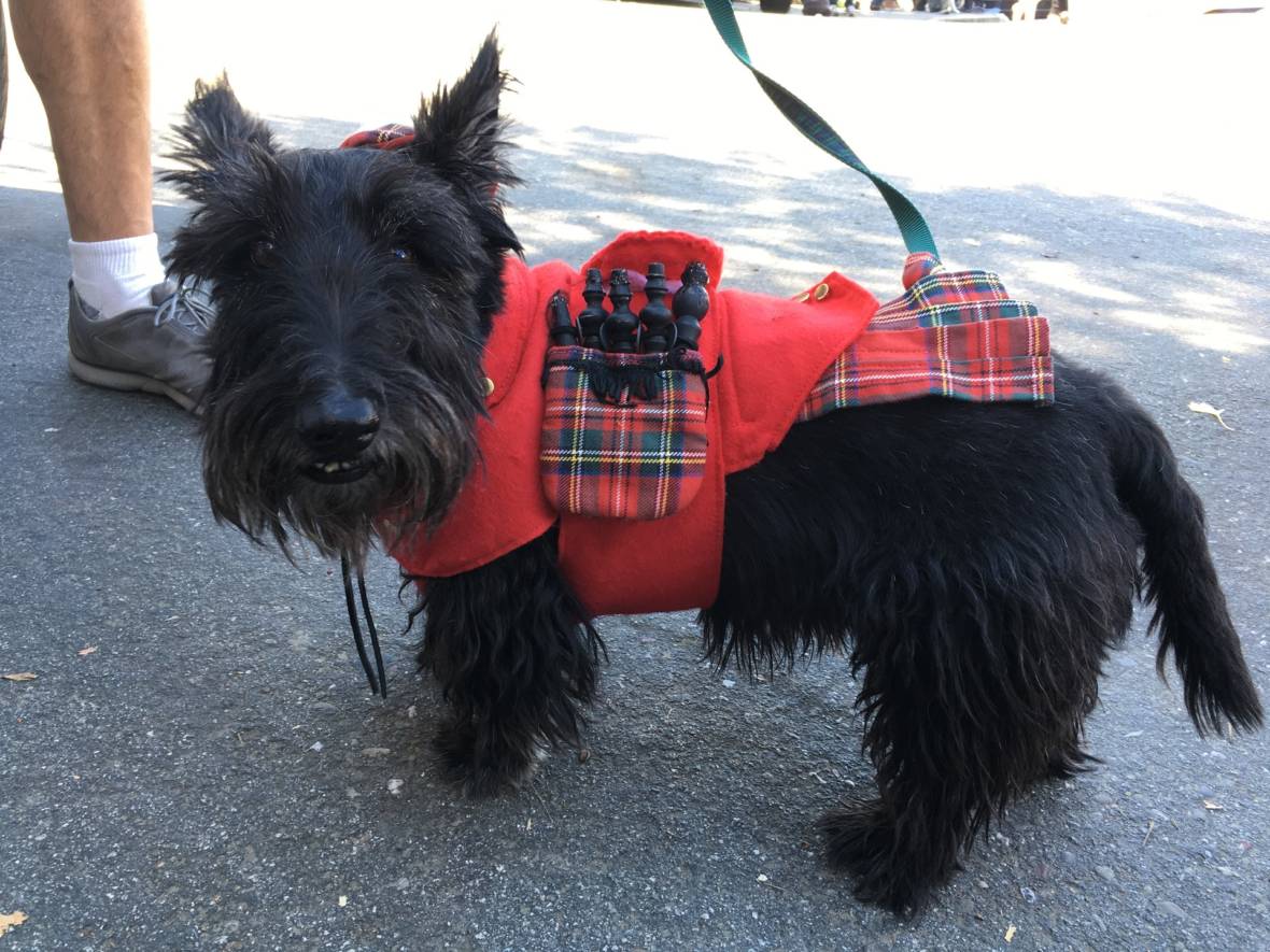 PHOTOS: Dressed to Impress, Costumed Dogs Parade Through S.F. | KQED