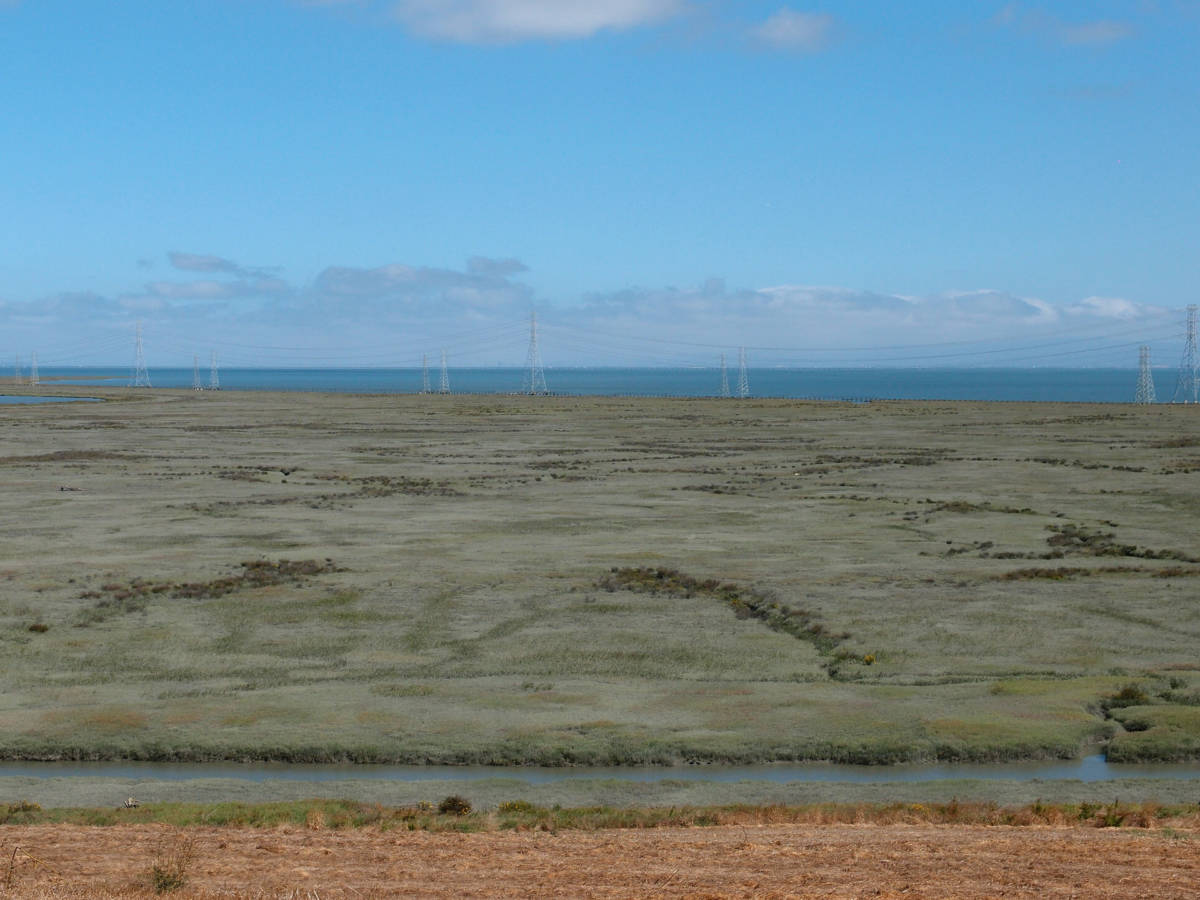 South Bay Salt Ponds: It’s Not Pretty, Yet | KQED