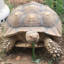 How Does a Tortoise Flee a Wildfire? Slowly | KQED