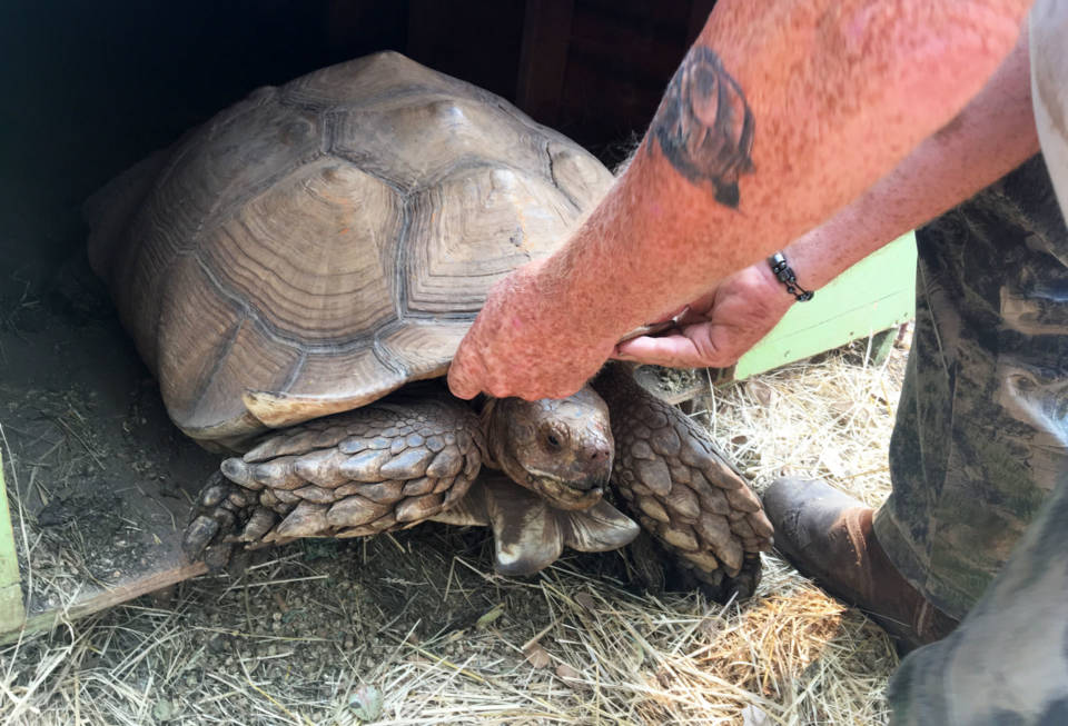 How Does a Tortoise Flee a Wildfire? Slowly | KQED