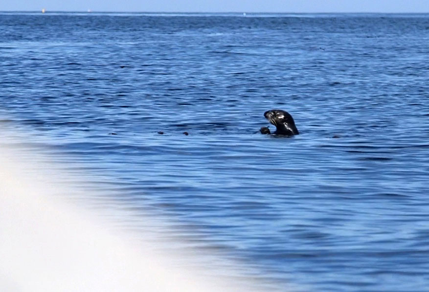 WATCH: Rescued Sea Otters That Bonded in Recovery Return to the Wild ...