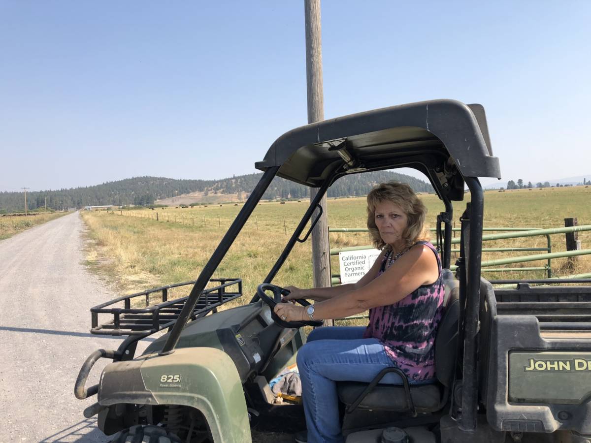 The Curious Second Life of a Prather Ranch Cow: Biomedical Research | KQED