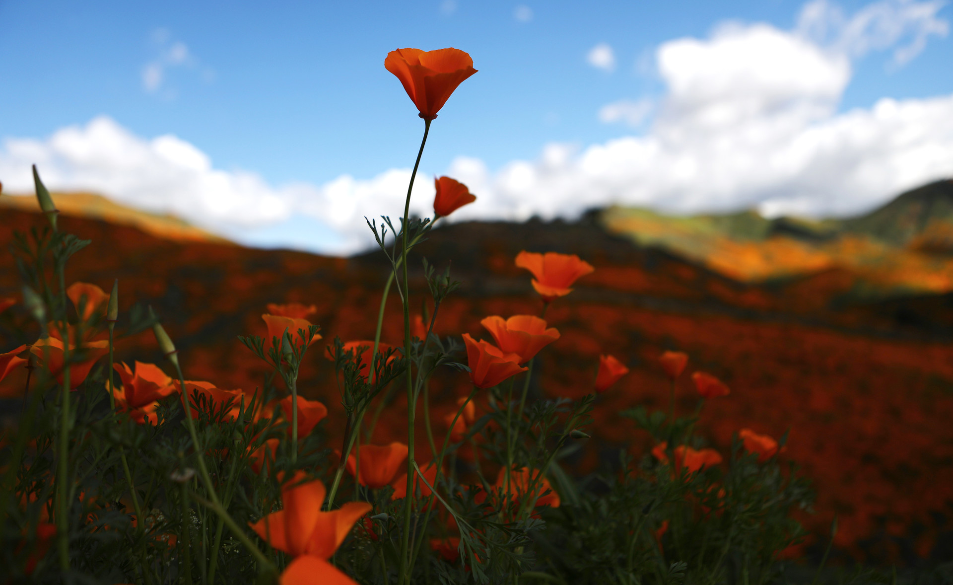 PHOTOS: Wildflowers and Butterfly Populations Super Bloom in Unison | KQED