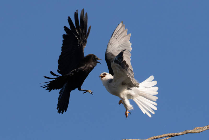 Crows Are Crowding Your Bay Area Skies. Why? | KQED