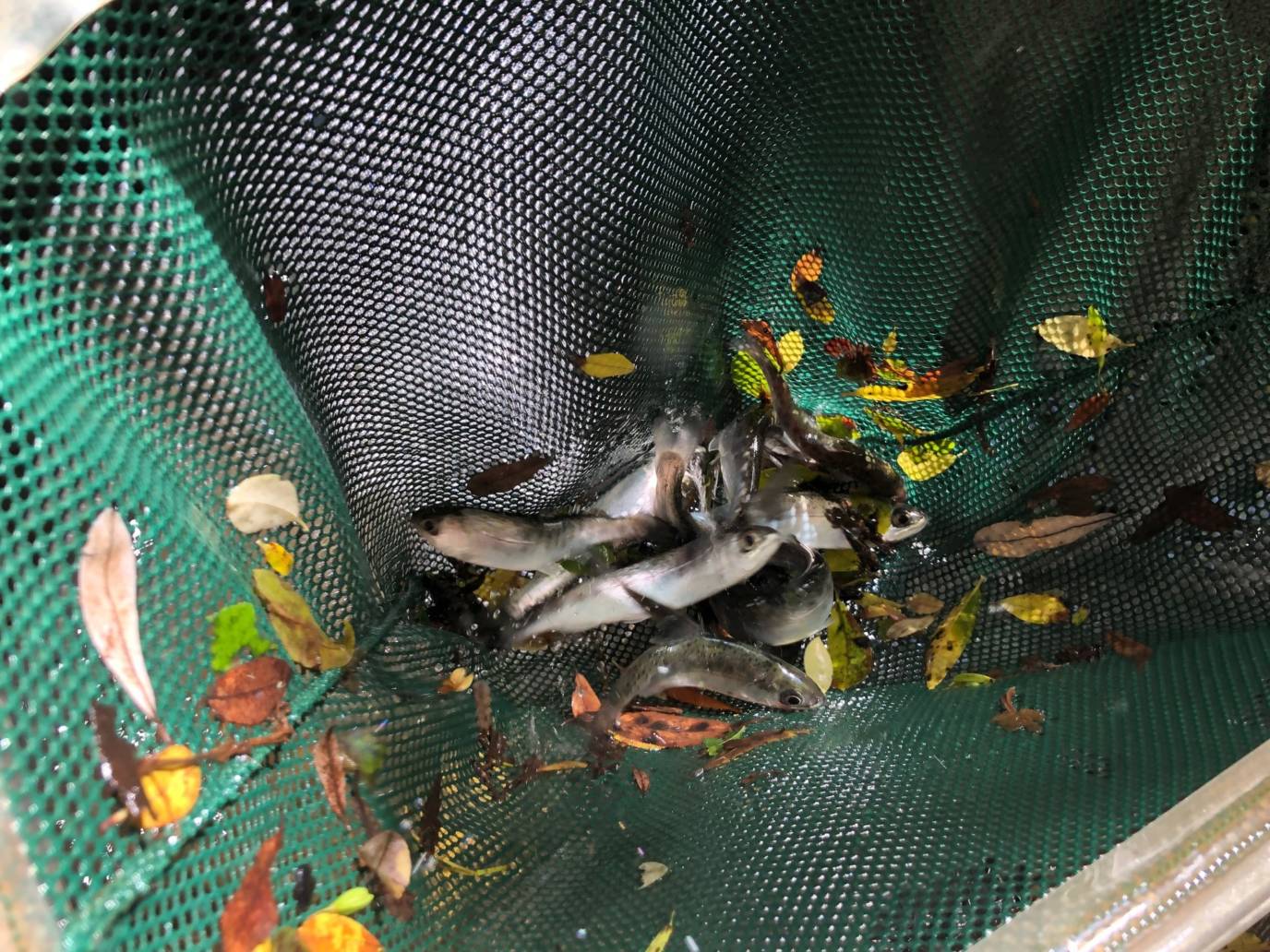 Hatchery-Born Coho Salmon Are Helping Save the Species From Extinction ...