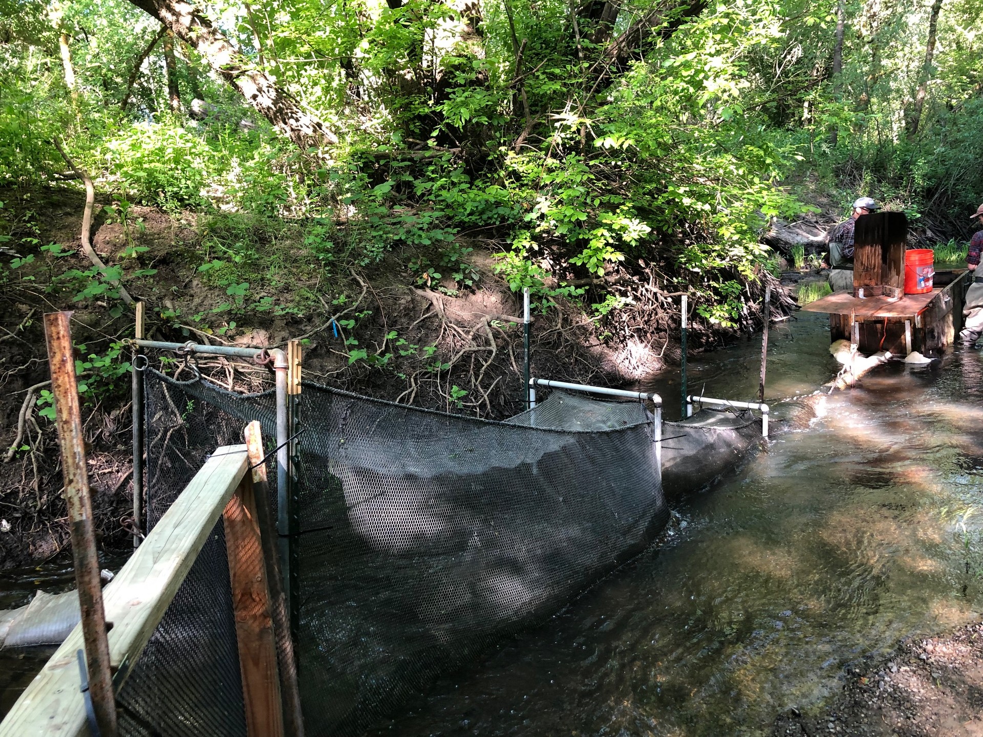 Hatchery-Born Coho Salmon Are Helping Save the Species From Extinction ...