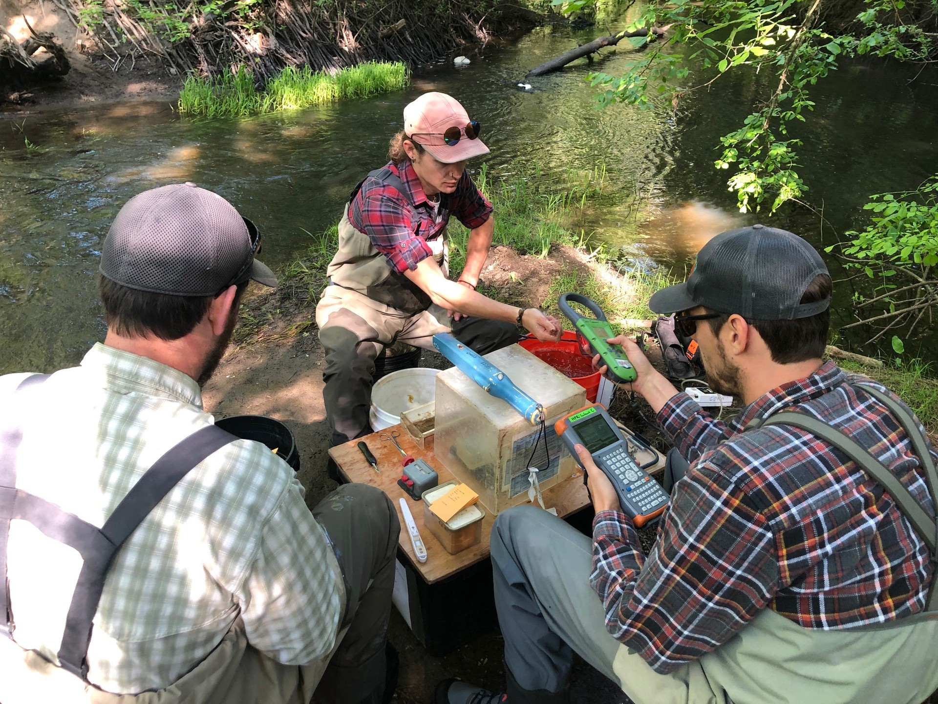 Hatchery-Born Coho Salmon Are Helping Save the Species From Extinction ...