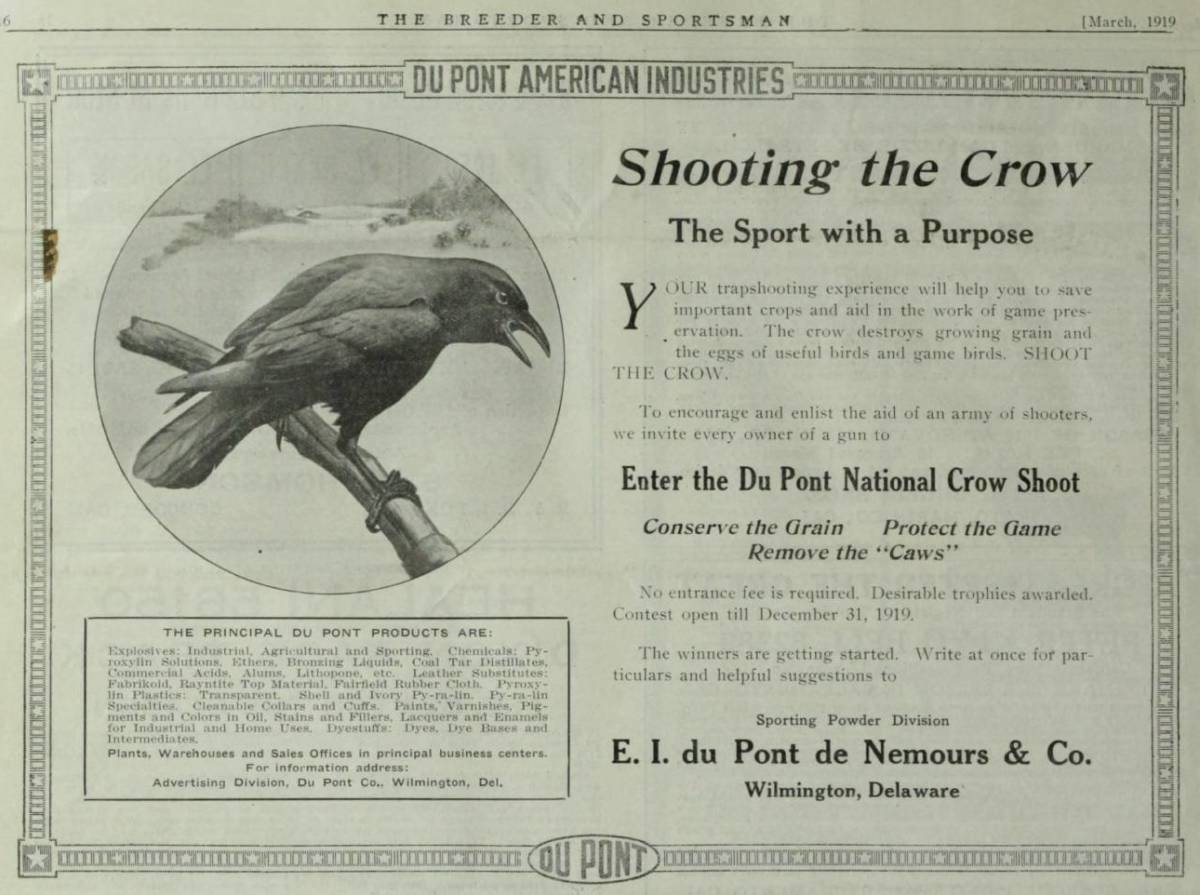 Crows Are Crowding Your Bay Area Skies. Why? | KQED