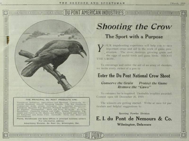 Crows Are Crowding Your Bay Area Skies. Why? | KQED