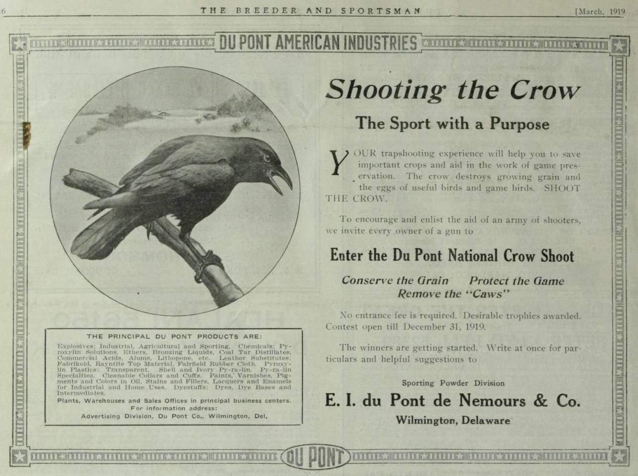Crows Are Crowding Your Bay Area Skies. Why? | KQED
