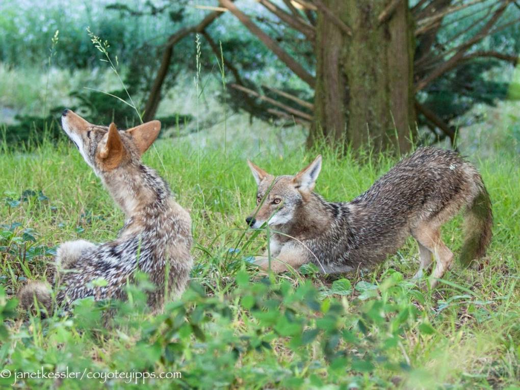 San Francisco's Coyotes are Back, and They are Thriving | KQED