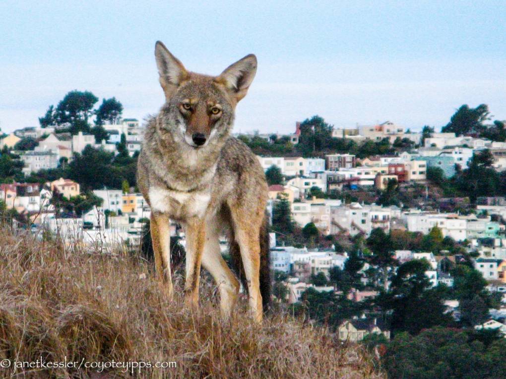 San Francisco's Coyotes are Back, and They are Thriving | KQED