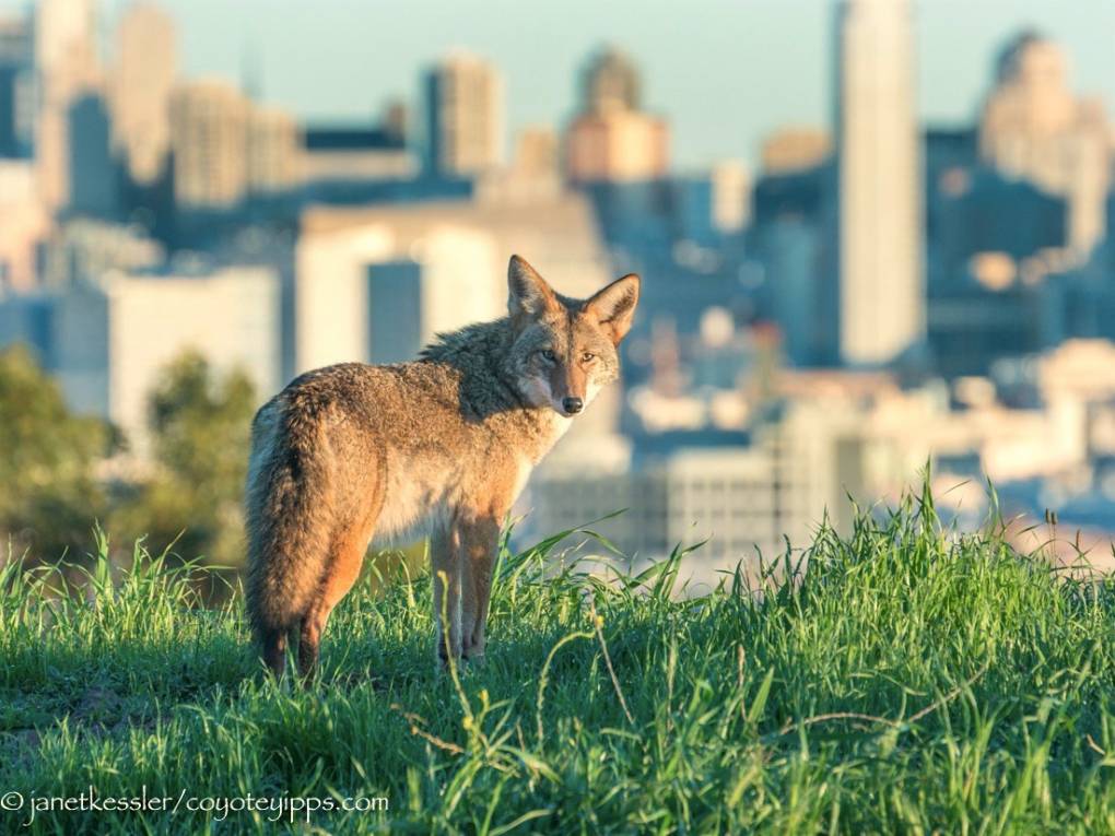San Francisco's Coyotes are Back, and They are Thriving | KQED