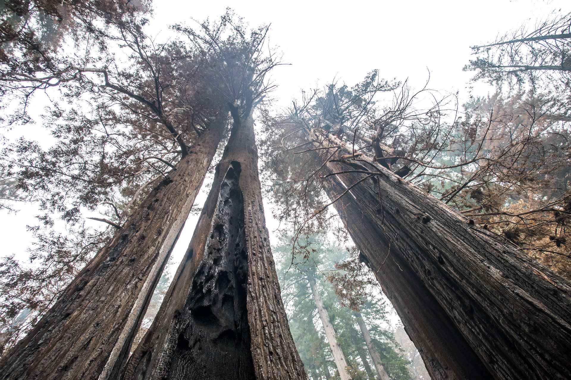 The Week in Photos — an Orange Sky to a Charred Big Basin | KQED