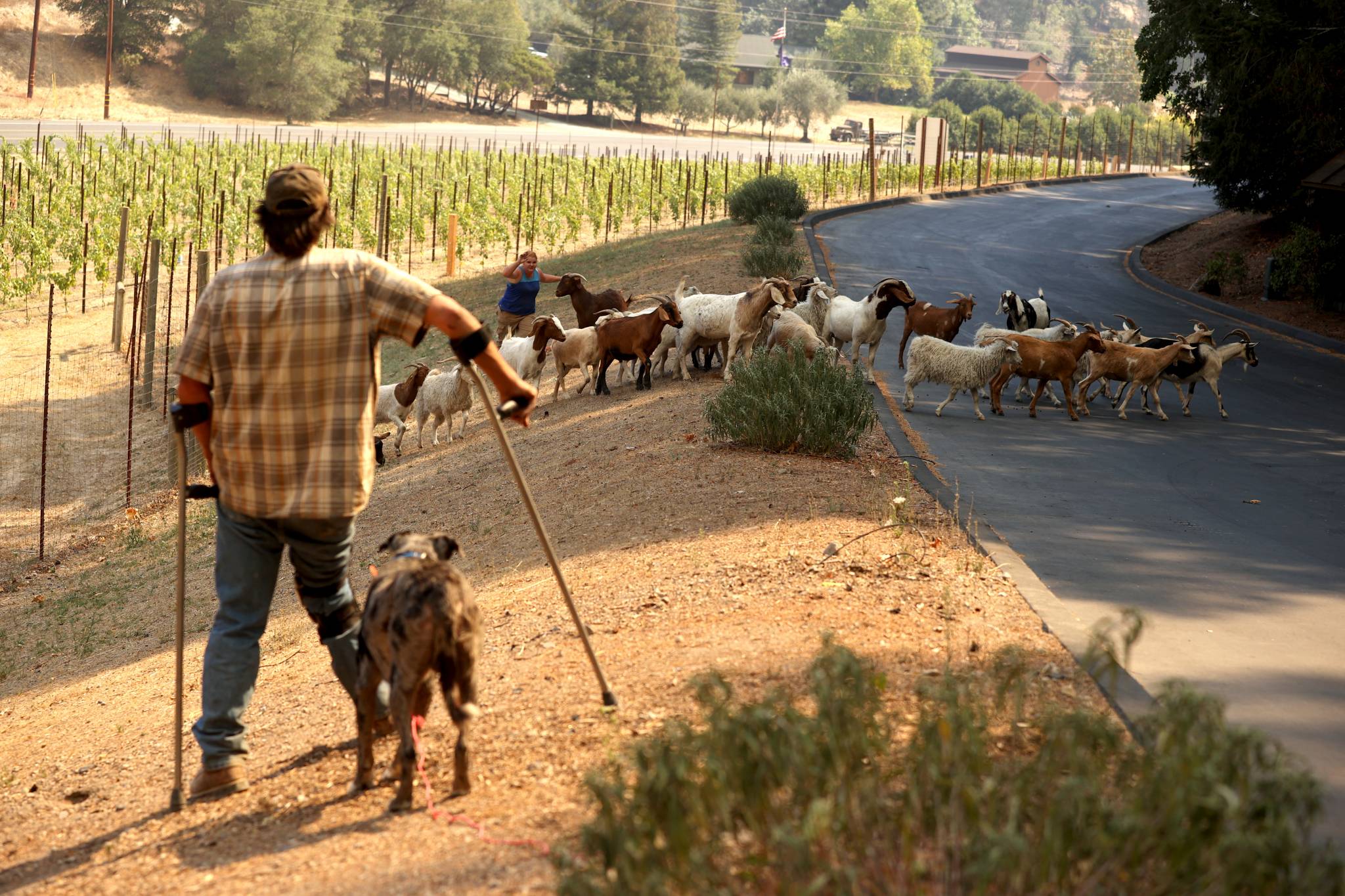 Animal Evacuation During a Wildfire: How to Plan and Where to Go | KQED