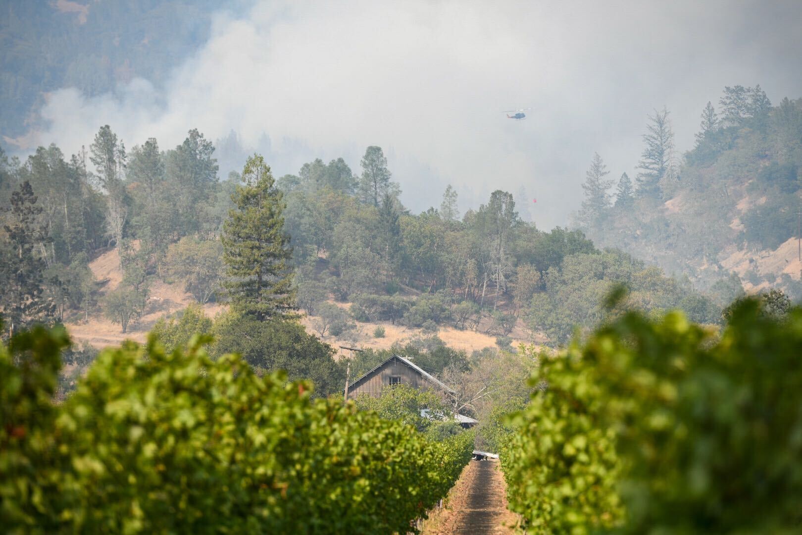 Wine Country Fires Yet Another Blow to Farmworkers Reeling From COVID ...