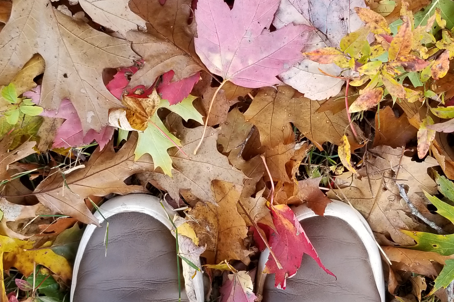 Where to See Fall Foliage in the Bay Area | KQED