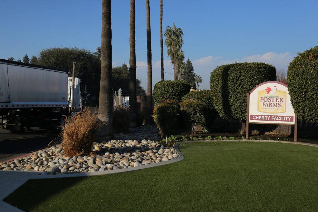 ‘These Numbers Seem Suspect’: Officials Didn’t Trust Foster Farms ...