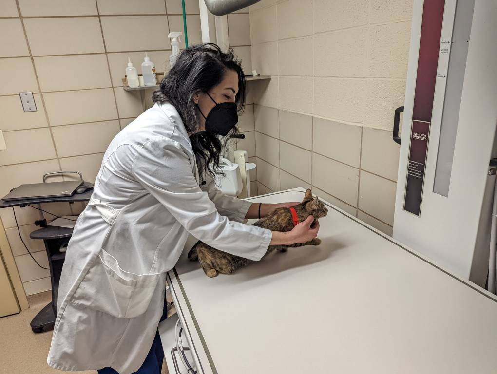 It's Not Just Doctors and Nurses. Veterinarians Are Burning Out, Too | KQED