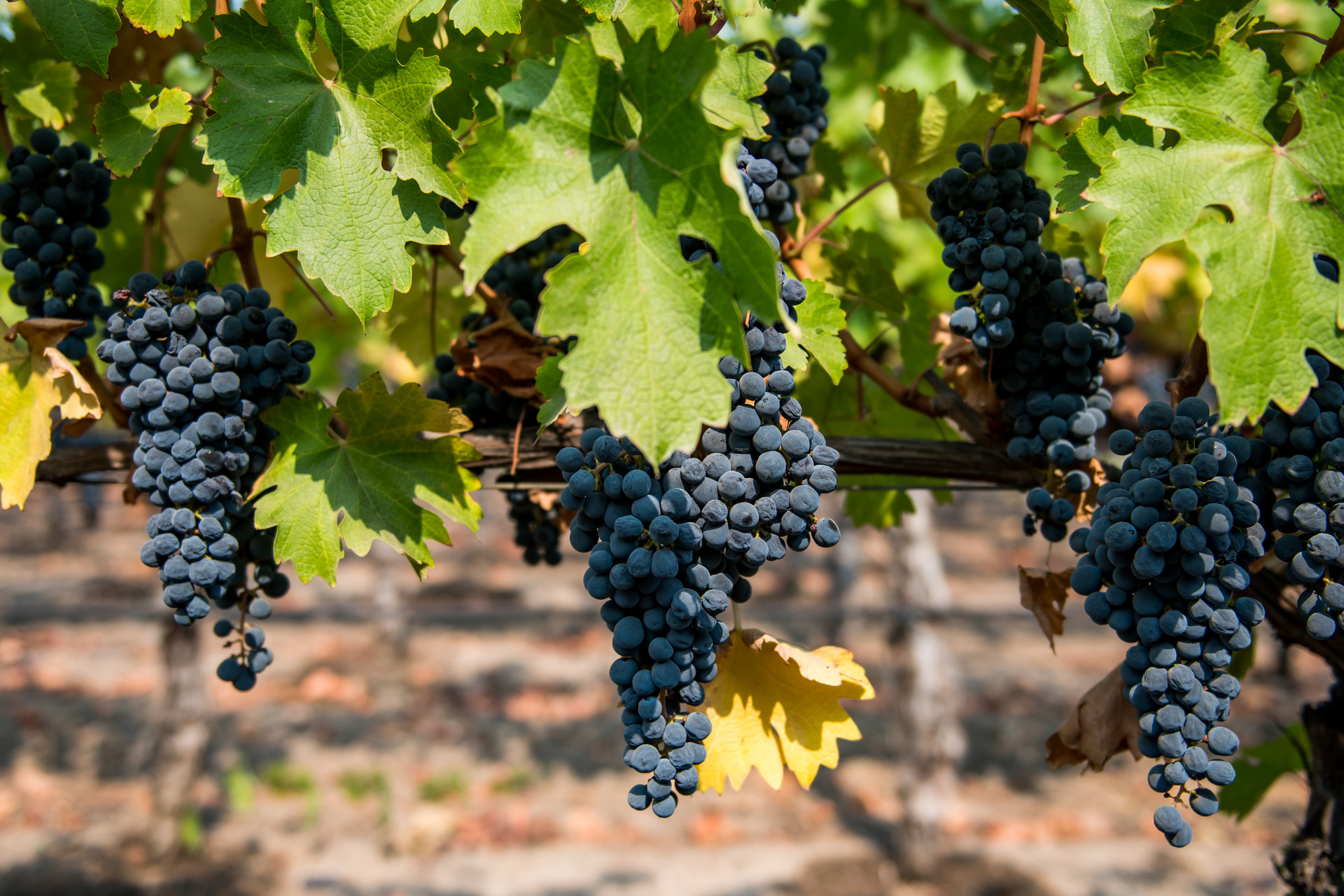 Blacklisted for Speaking Up: How California Farmworkers Fighting Abuses ...