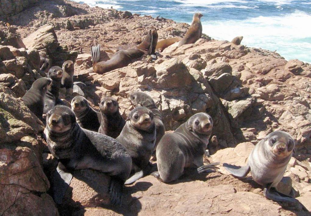 A History of San Francisco's Wild, Raw Farallon Islands | KQED