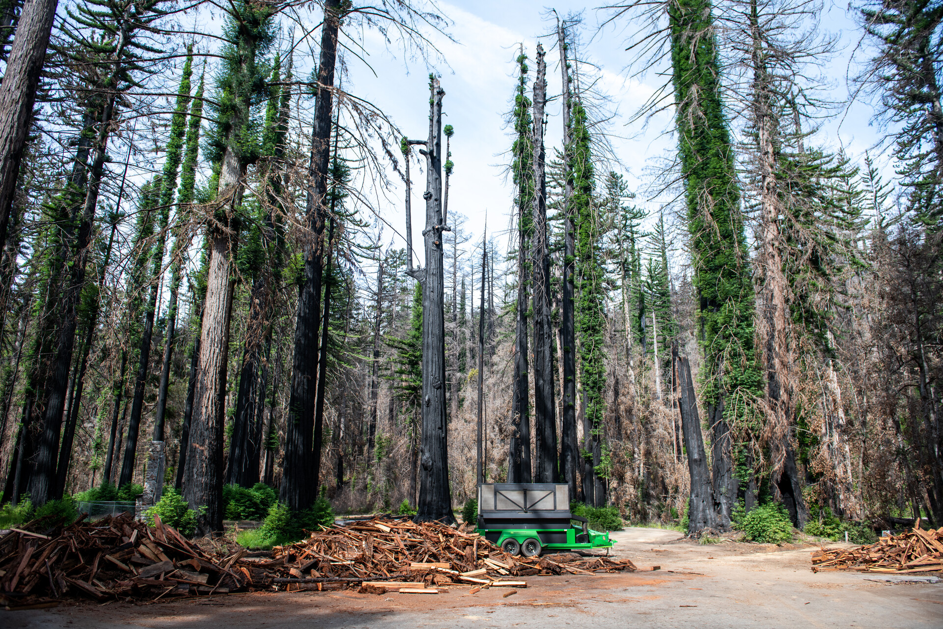 As Big Basin Finally Reopens, Indigenous Stewardship Key Among Plans ...