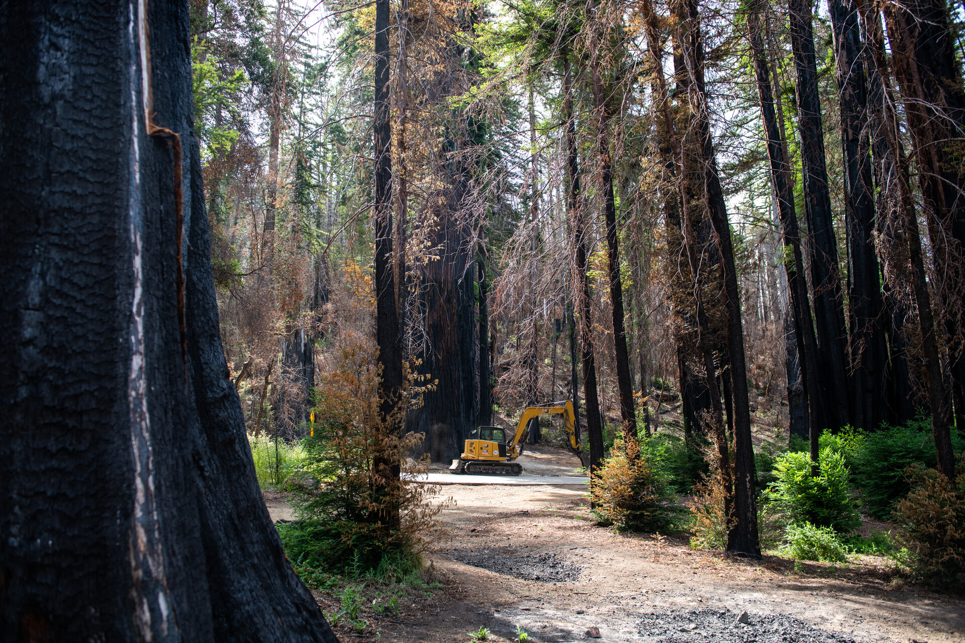 As Big Basin Finally Reopens, Indigenous Stewardship Key Among Plans ...