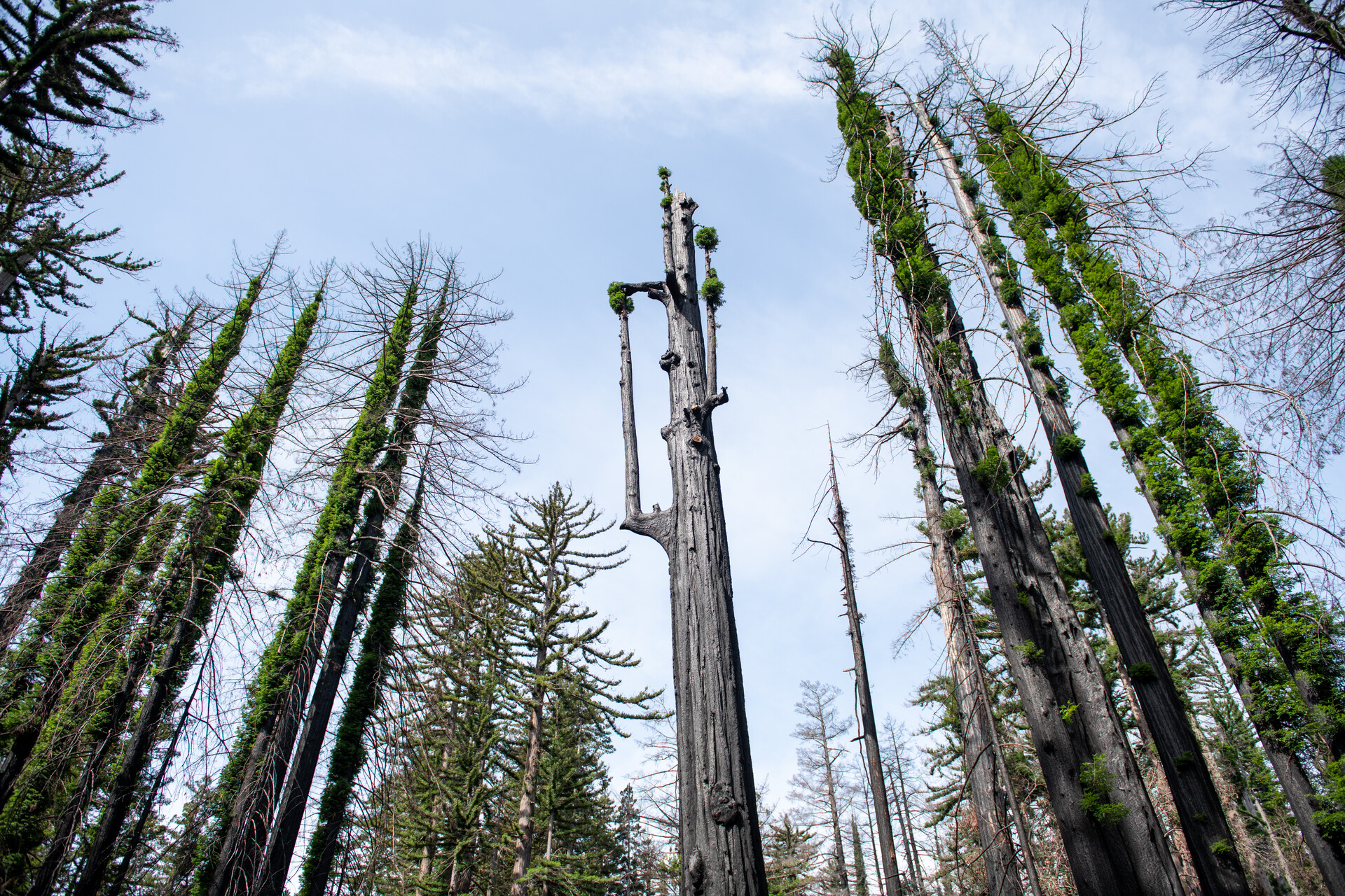 As Big Basin Finally Reopens, Indigenous Stewardship Key Among Plans ...