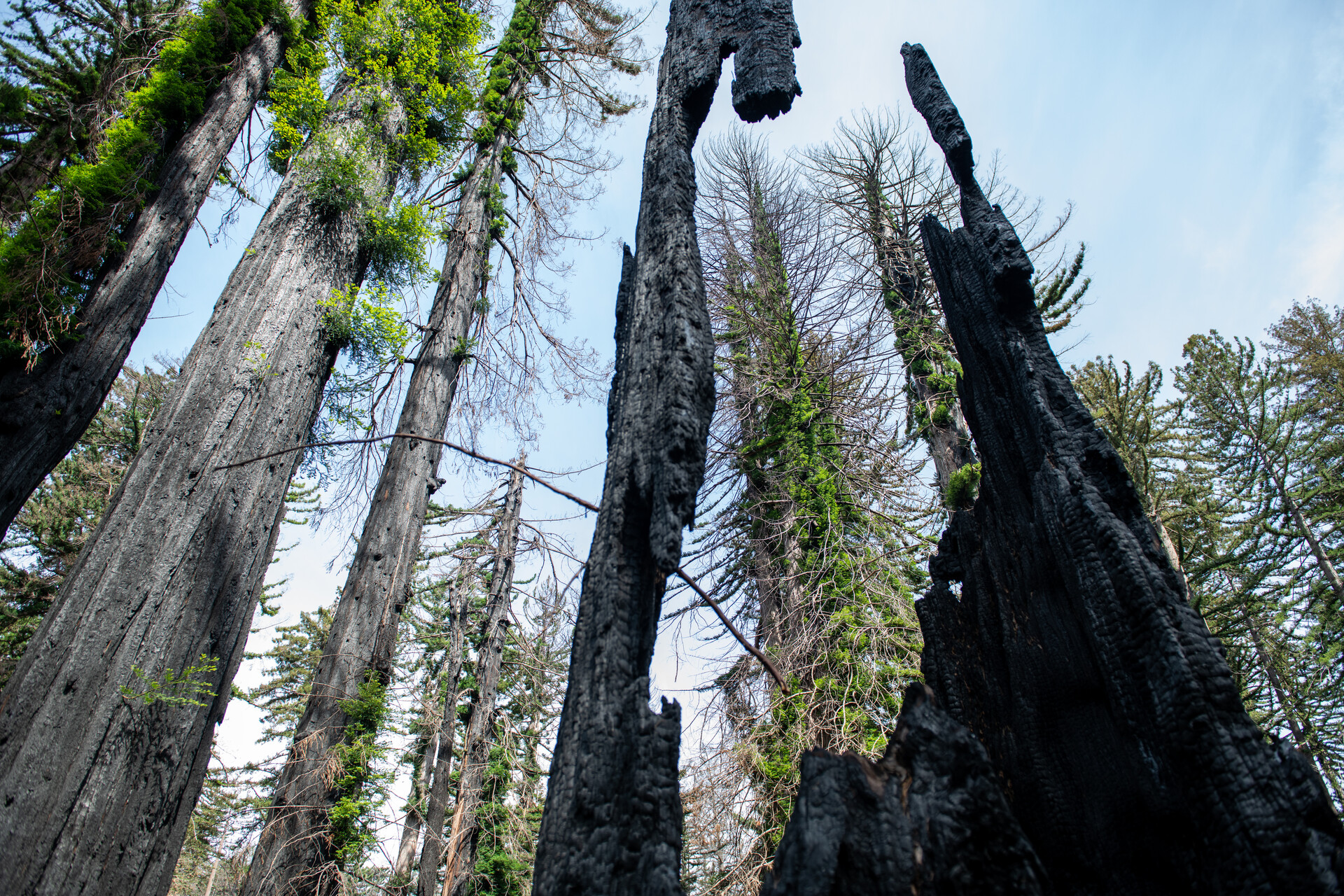 As Big Basin Finally Reopens, Indigenous Stewardship Key Among Plans ...