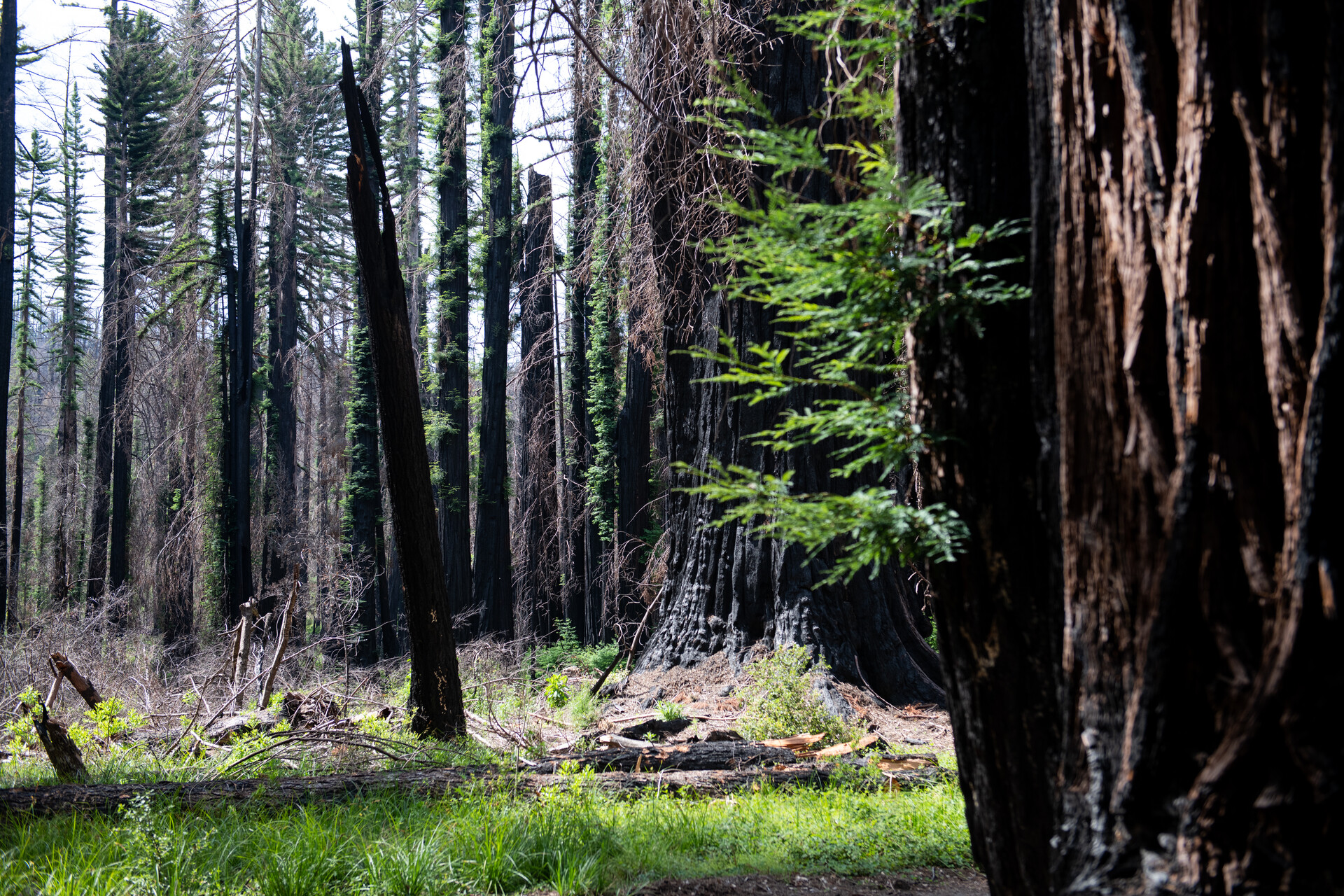 As Big Basin Finally Reopens, Indigenous Stewardship Key Among Plans ...
