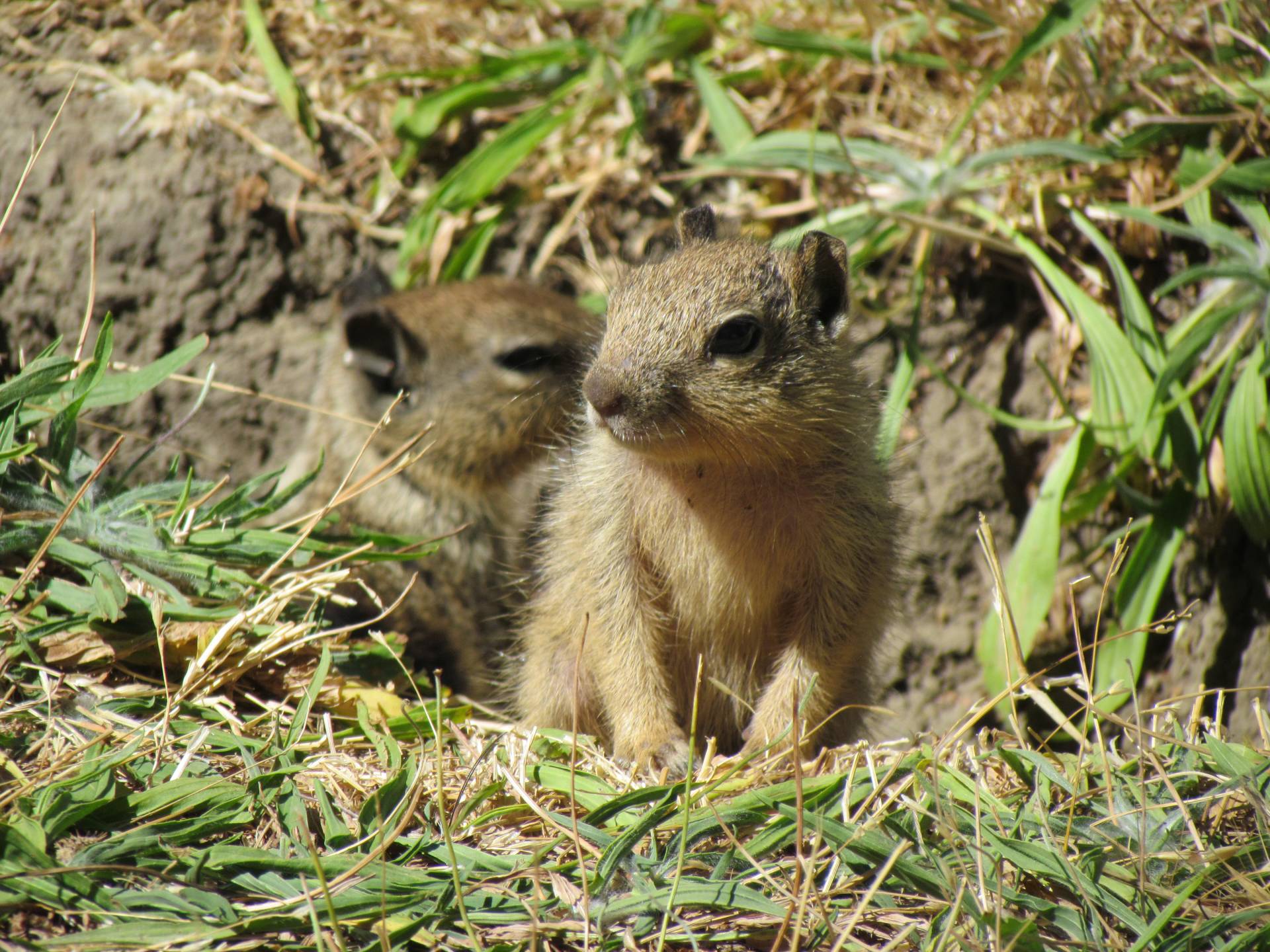 Rodents, Rivers and Runoff: Why Parts of the Bay Area Flood, Where the ...