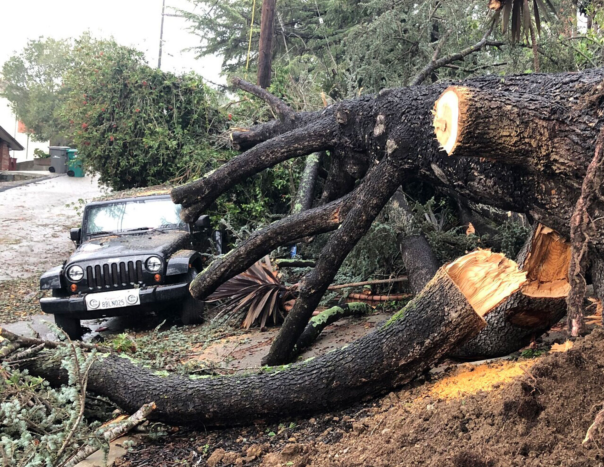 What to Do if Tree Falls on Your Car in the Bay Area | KQED