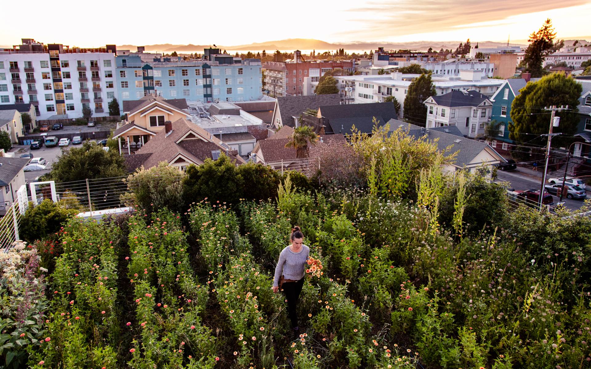 Bay Area Land Is So Expensive. How Do Urban Farms Survive? | KQED
