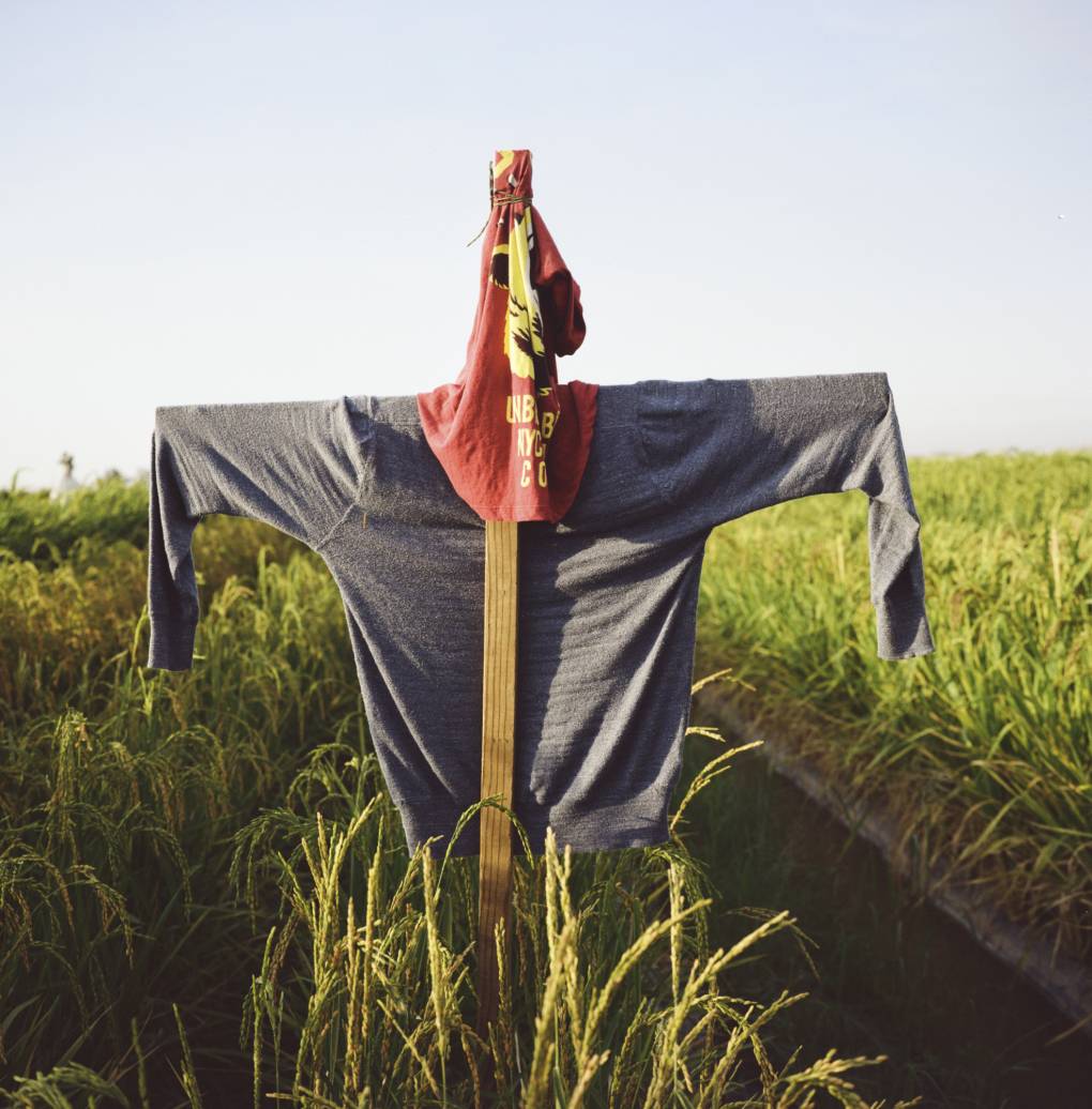 Unearthing Fresno's Hidden Rice Fields Through One Woman's Journey | KQED