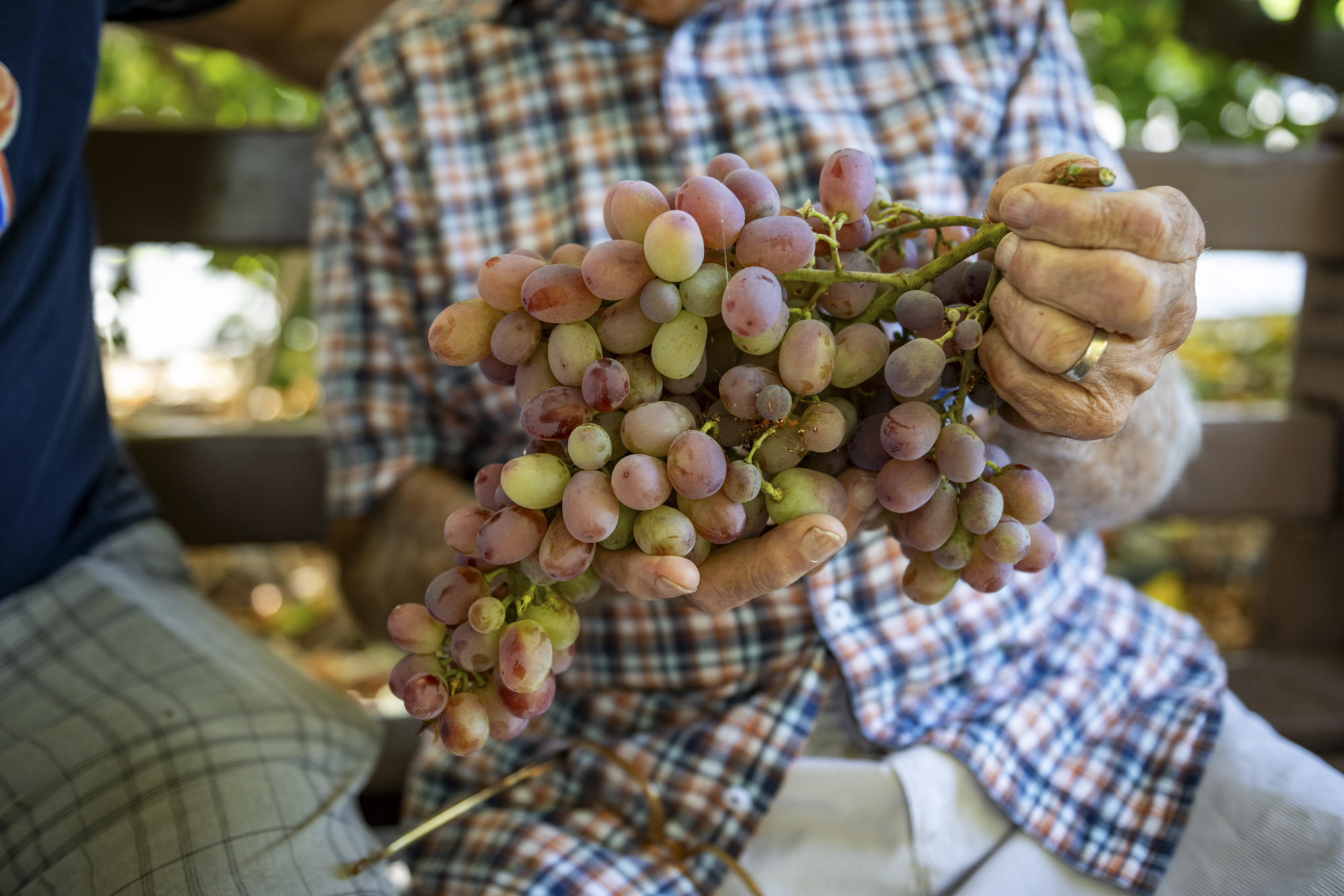 One of San José’s Last Working Orchards Has Been Family Run Since 1945 ...
