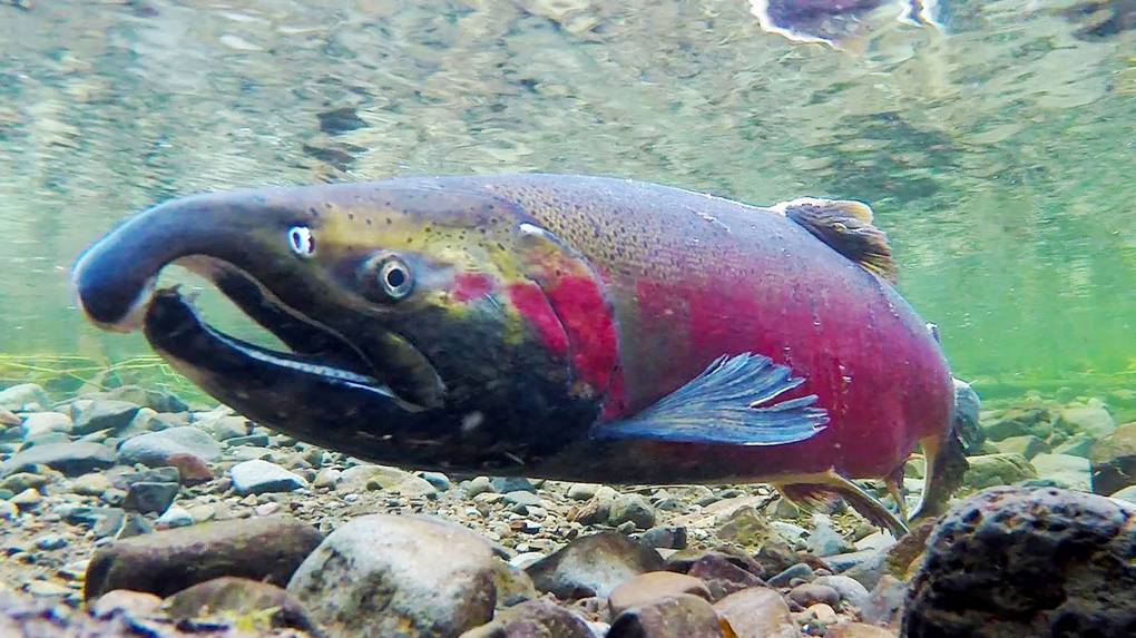 Conservationists Help Coho Salmon Return To Pescadero | KQED