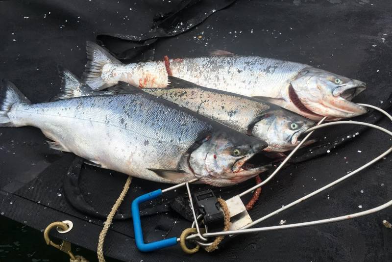 Saving Salmon: Newsom Unveils Blueprint for Ending Decades-Long Decline ...