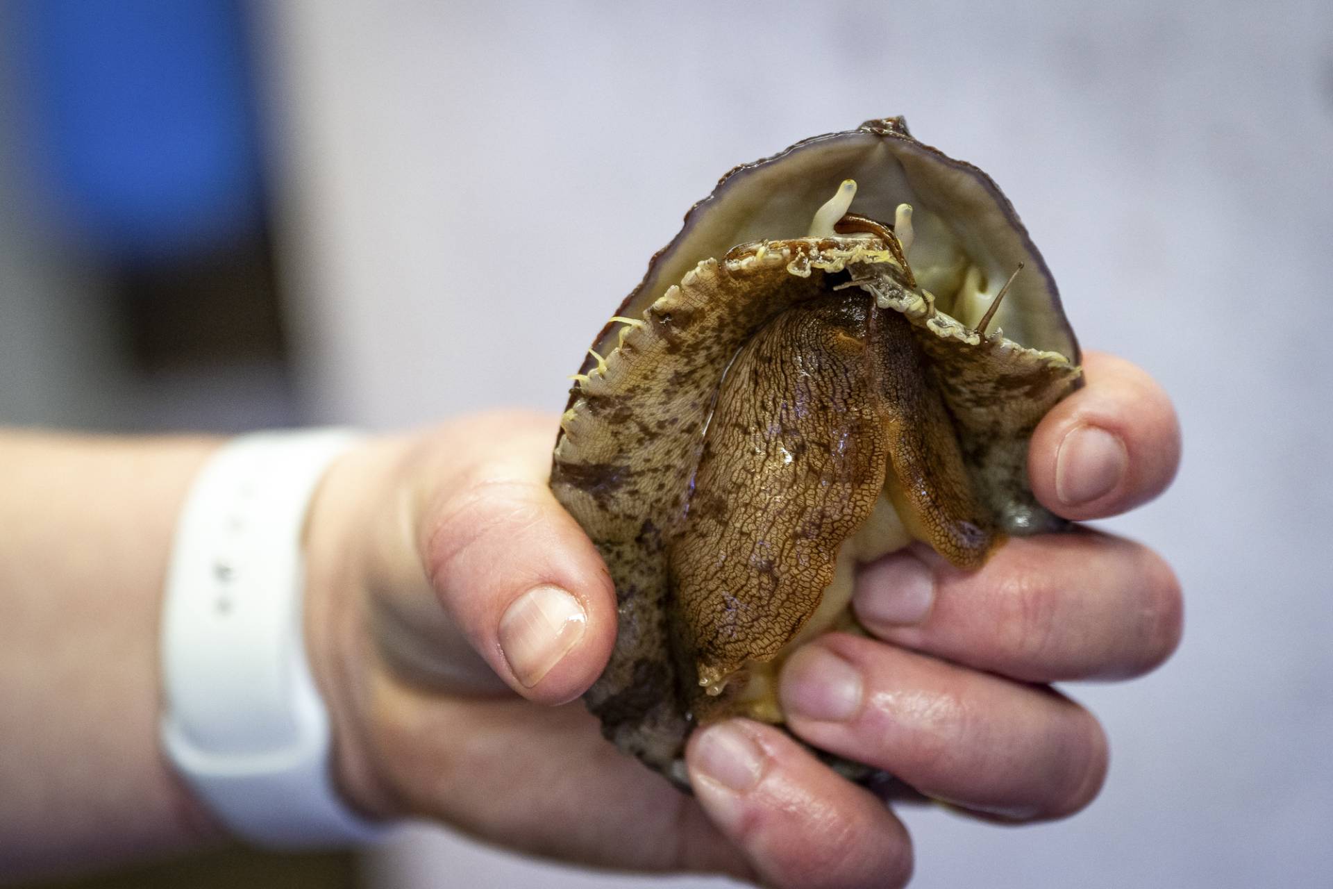 California's Beloved Abalone Sea Snails Are Struggling. Here's Why | KQED