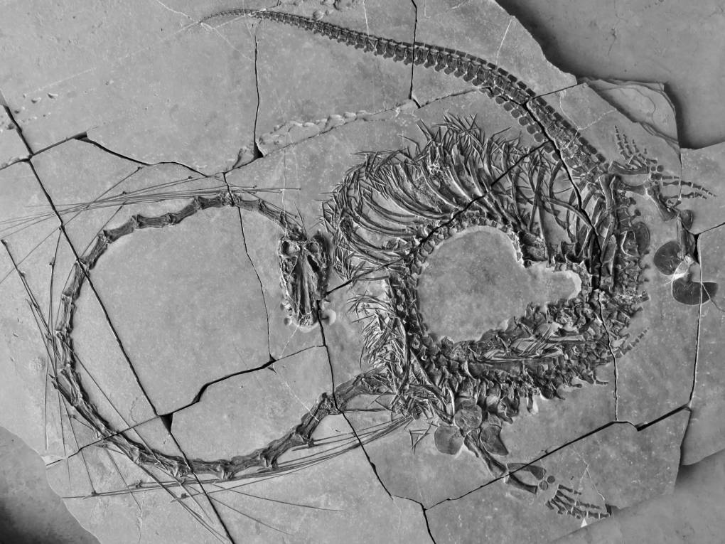 Paleontologists Discover 240-Million-Year-Old 'Dragon' Fossil in Full ...