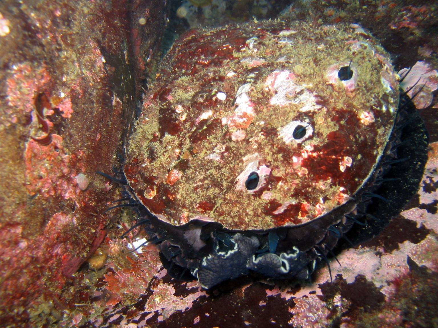 California's Beloved Abalone Sea Snails Are Struggling. Here's Why | KQED