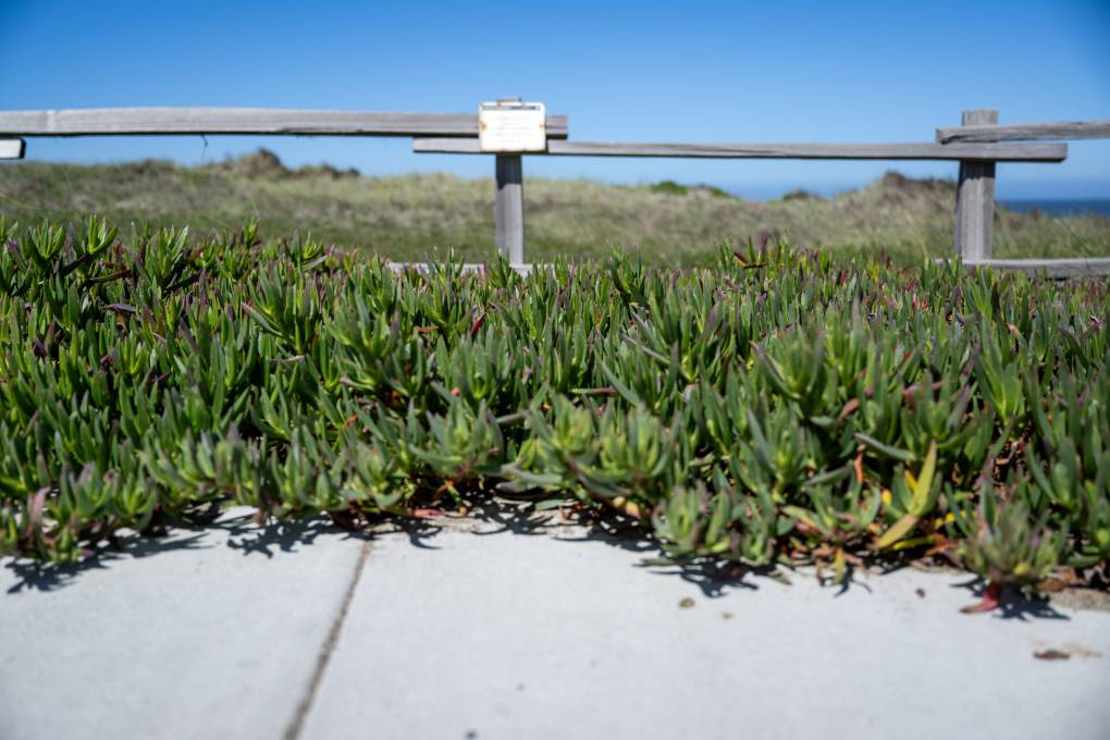 Pretty, but Not 'Nice': California's Invasive Ice Plant | KQED