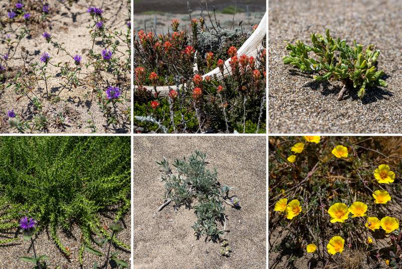 Pretty, but Not 'Nice': California's Invasive Ice Plant | KQED