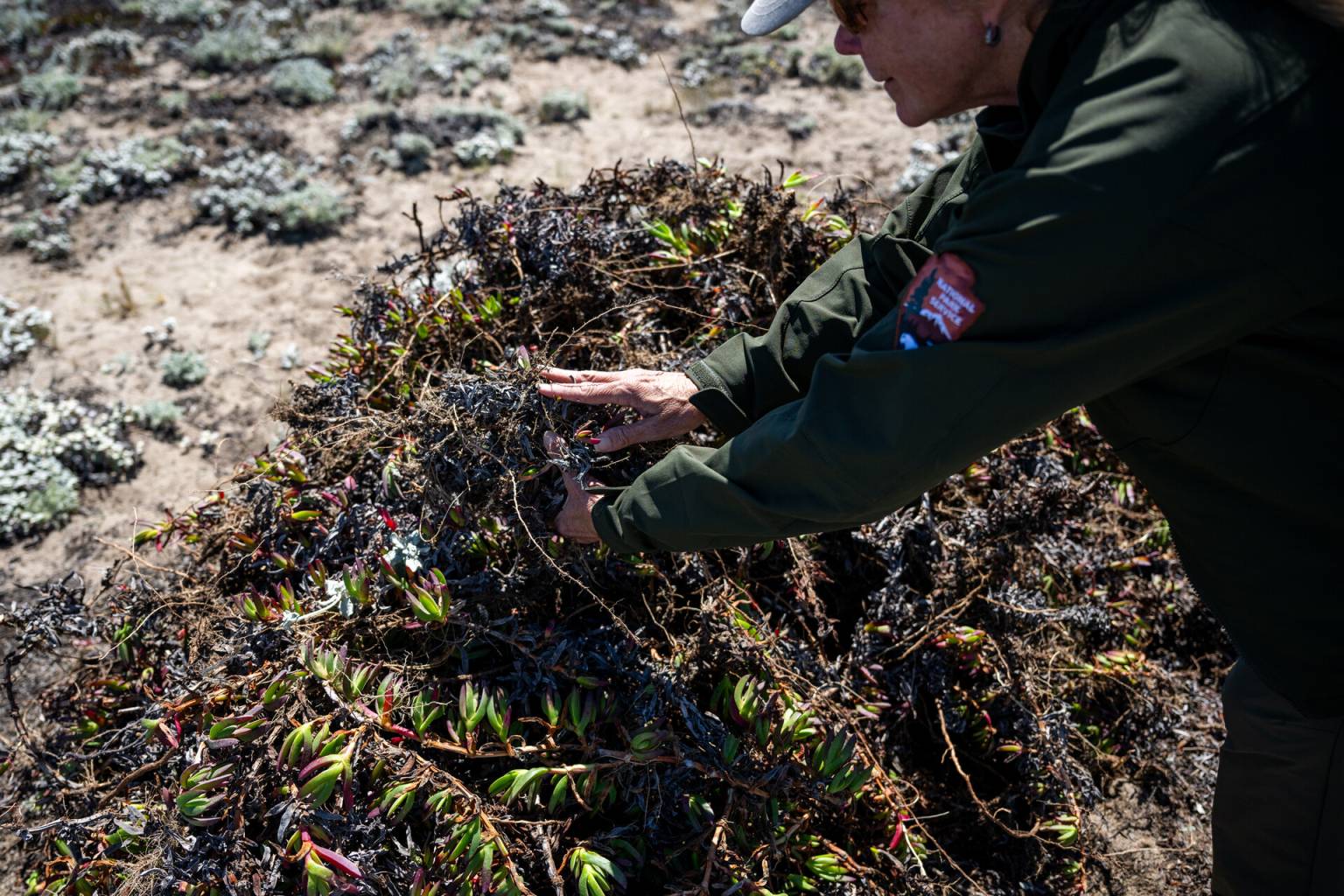 Pretty, but Not 'Nice': California's Invasive Ice Plant | KQED