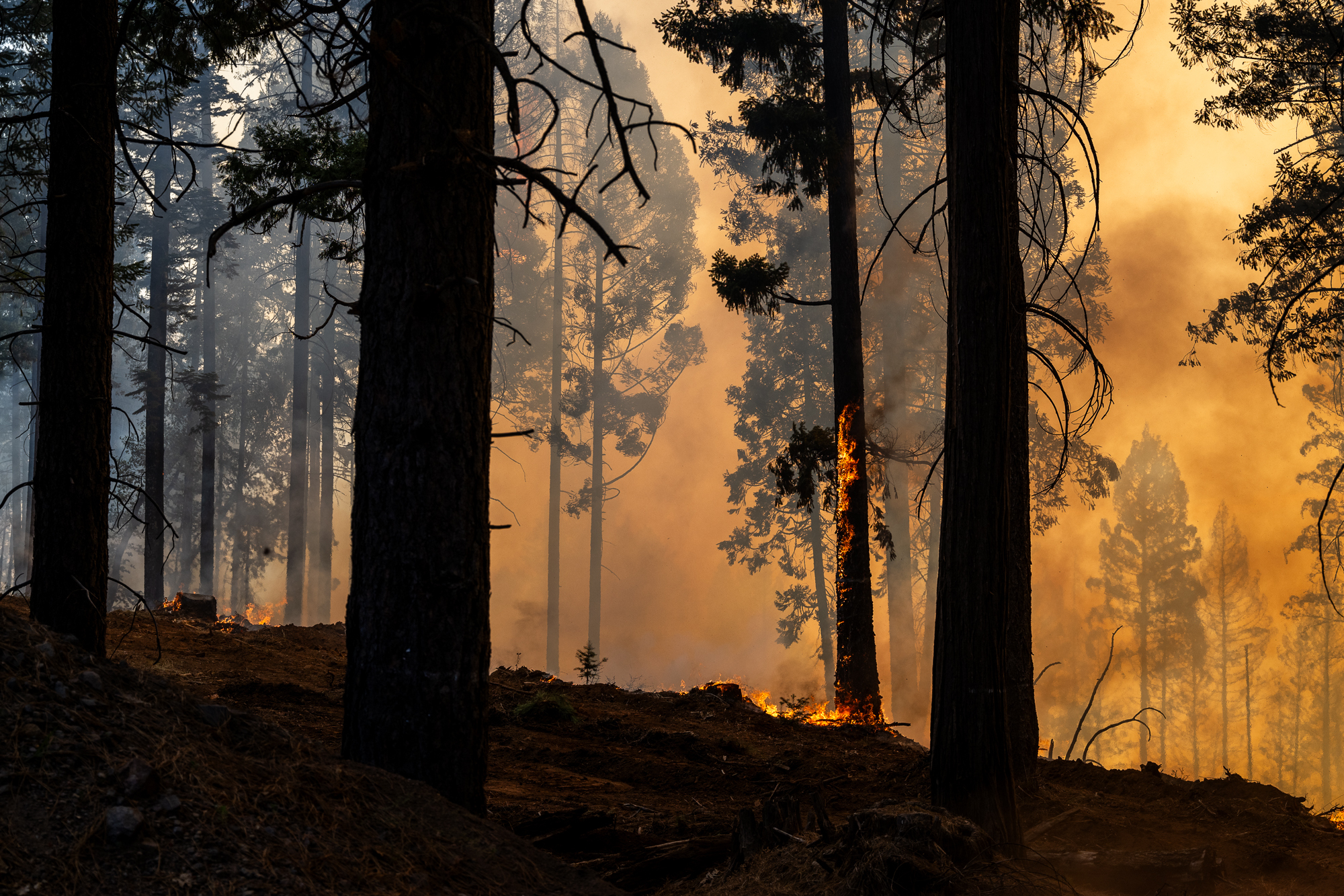 Park Fire, Now One of the Largest in California History, Rapidly ...