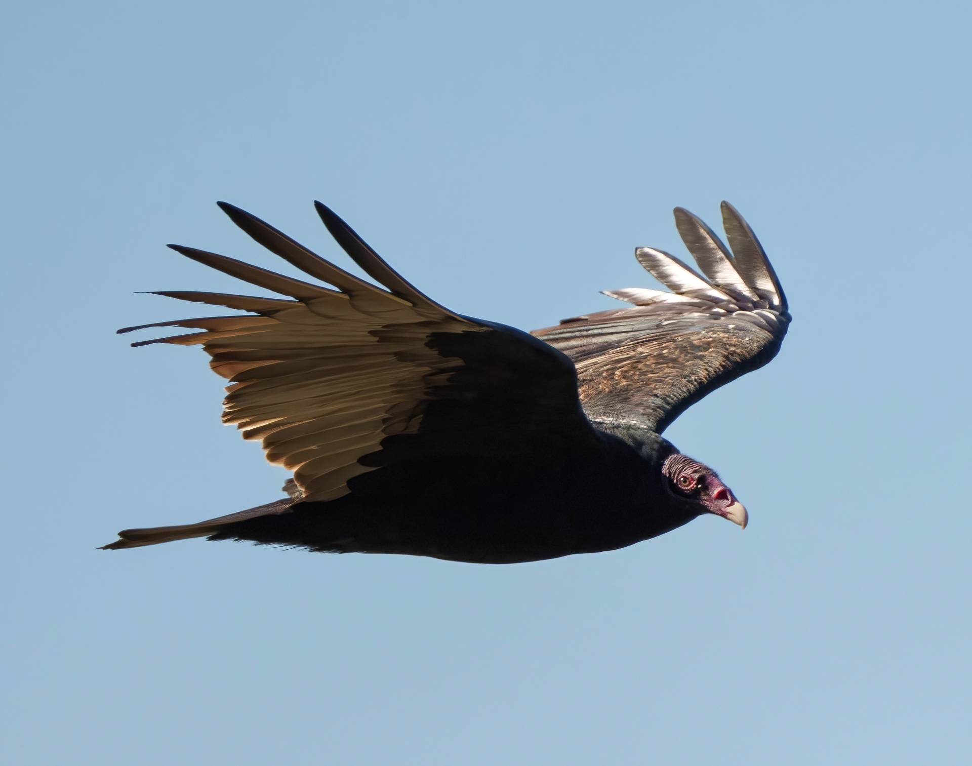 Richmond Collaborates to Transform Point Molate Into a New Regional ...