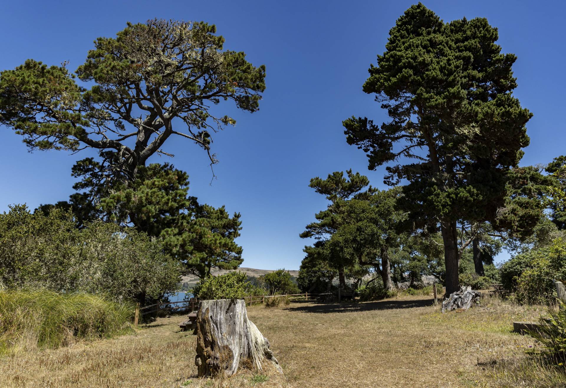 The World's Largest Bishop Pine Forest Is in Point Reyes | KQED
